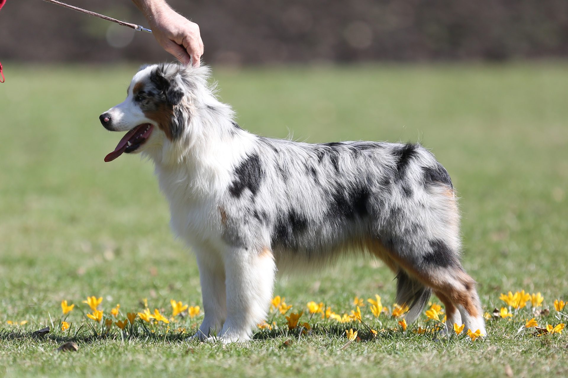 Star Of Elune - Australian Shepherd kennel
